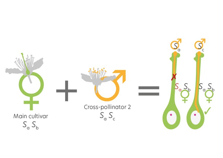 Compatibility explained – Fresh Quarterly